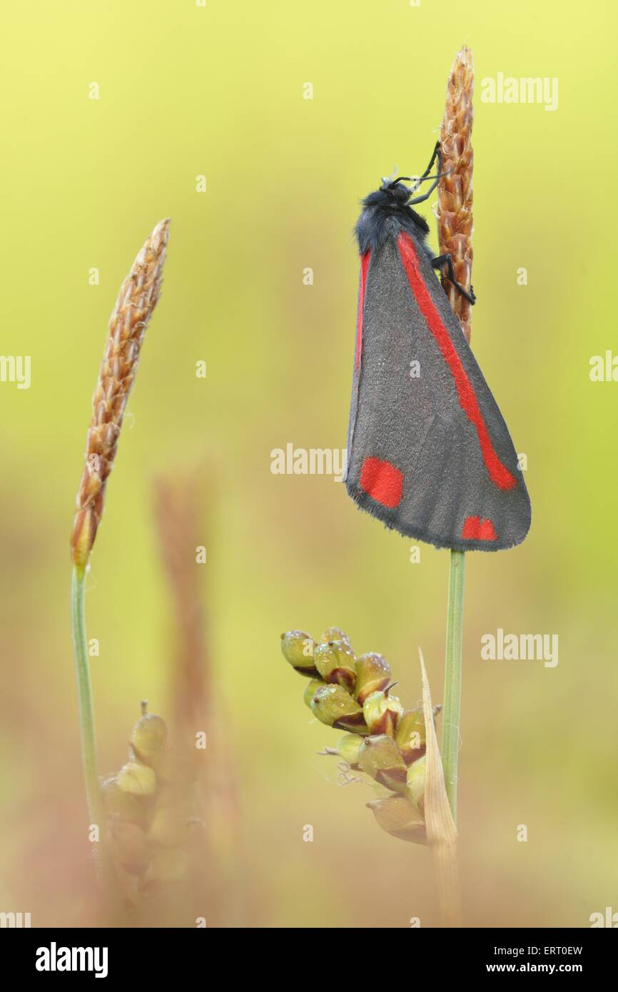 Cinnabar butterfly hi-res stock photography and images - Alamy