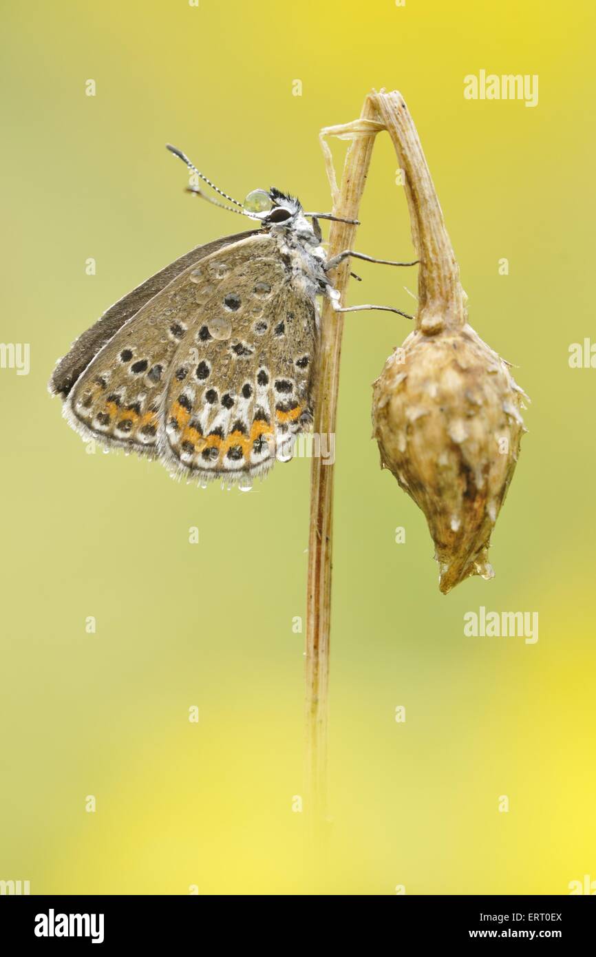 Profile of silver studded blue hi-res stock photography and images - Alamy