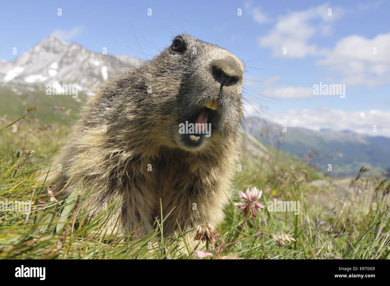 Marmot behavior hi-res stock photography and images - Alamy