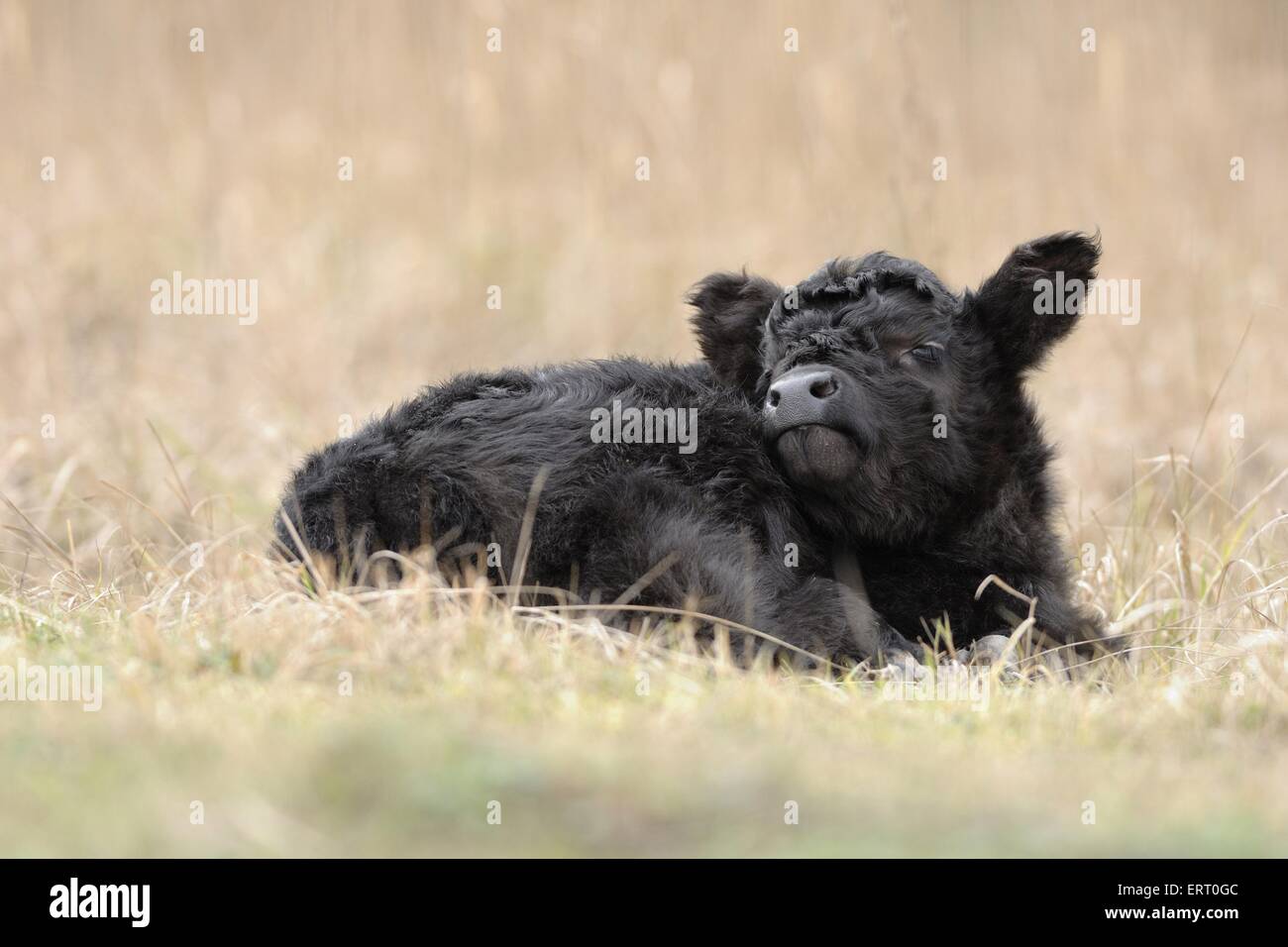 Galloways view hi-res stock photography and images - Alamy