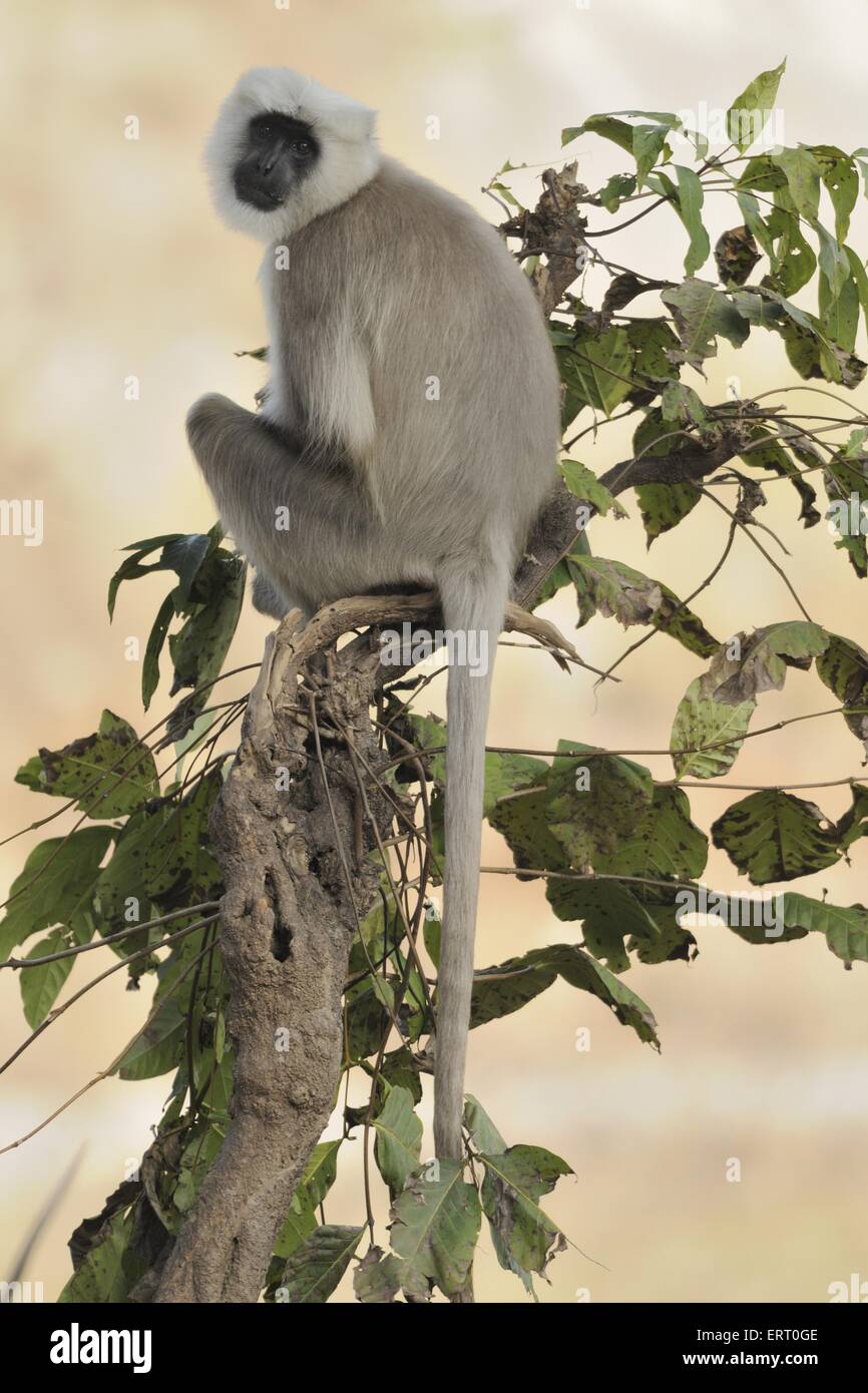 Hanuman langur hi-res stock photography and images - Alamy
