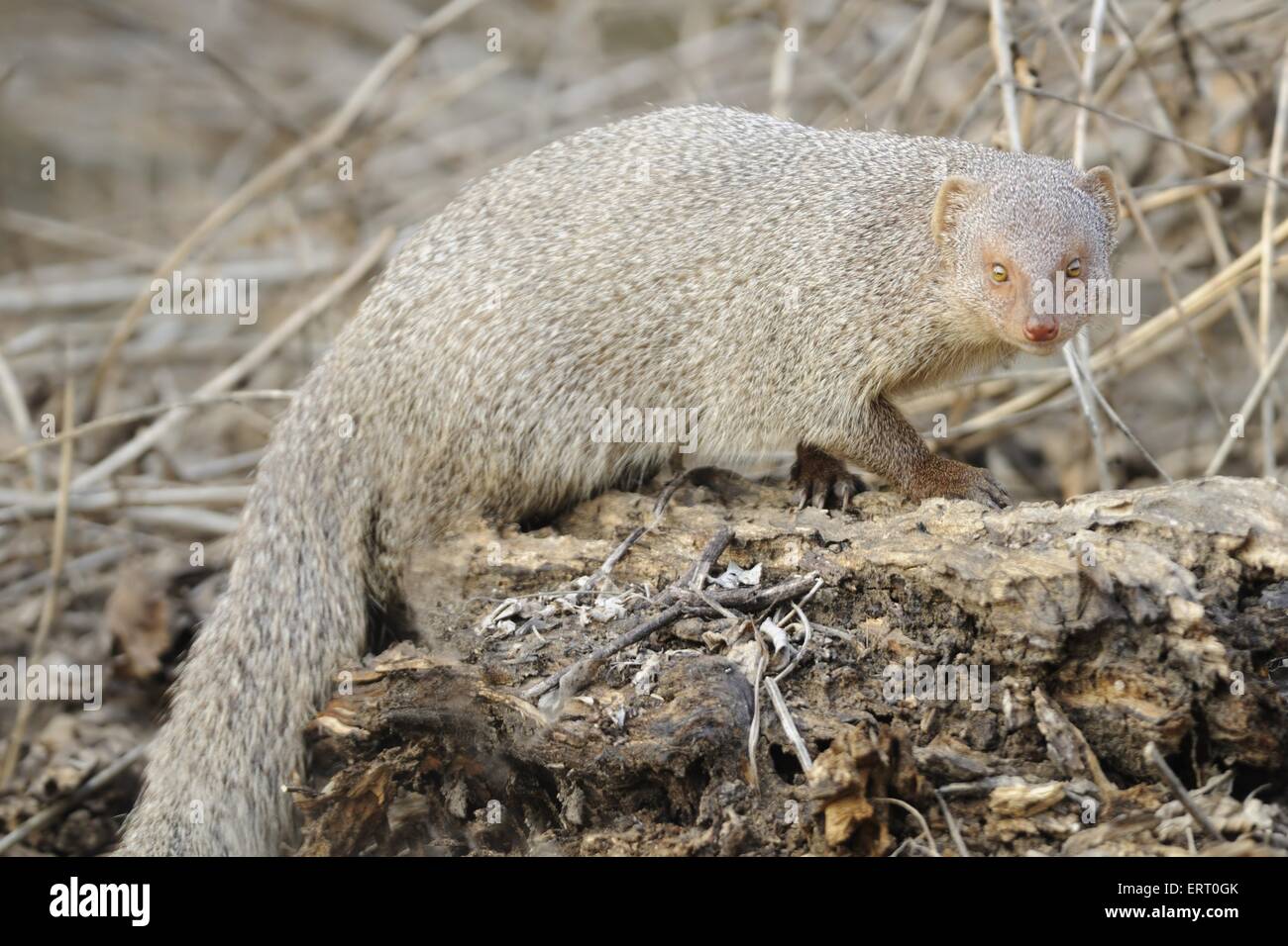 common grey mongoose Stock Photo - Alamy