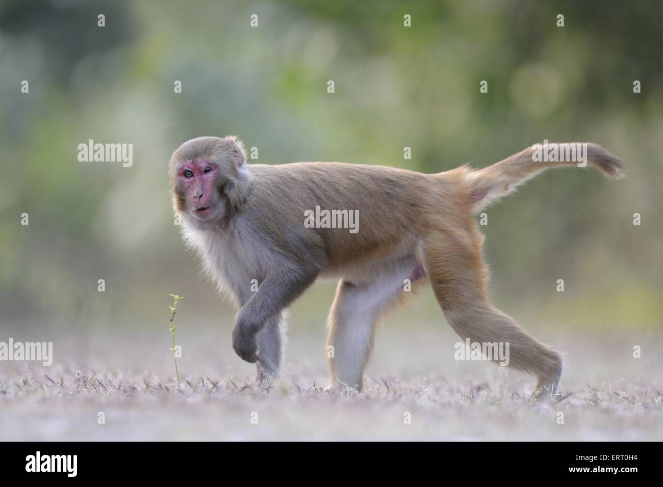 Bandars hi-res stock photography and images - Alamy