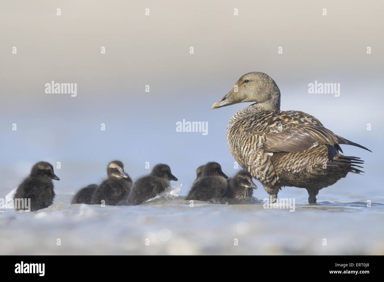 Immature eider duck hi-res stock photography and images - Alamy