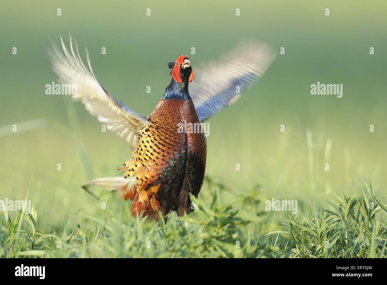 Pheasant behavior hi-res stock photography and images - Alamy