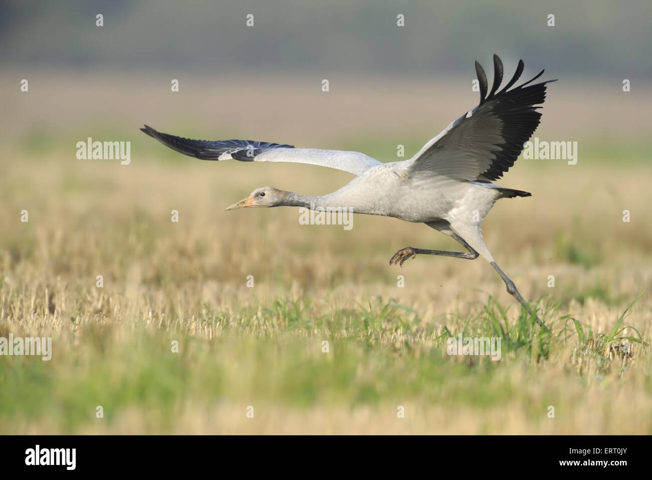 Common crane wingspan hi-res stock photography and images - Alamy