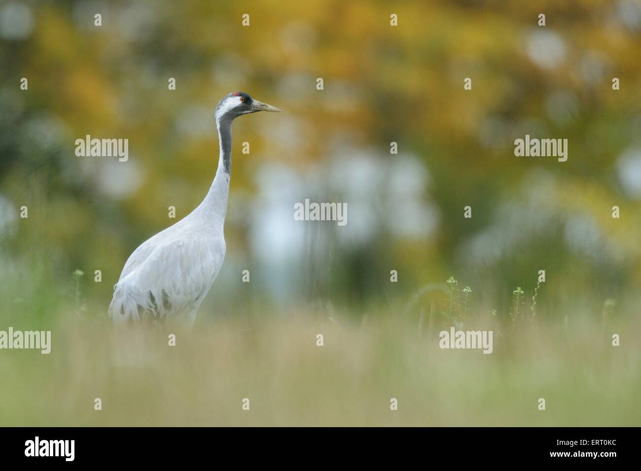 Common crane hi-res stock photography and images - Alamy