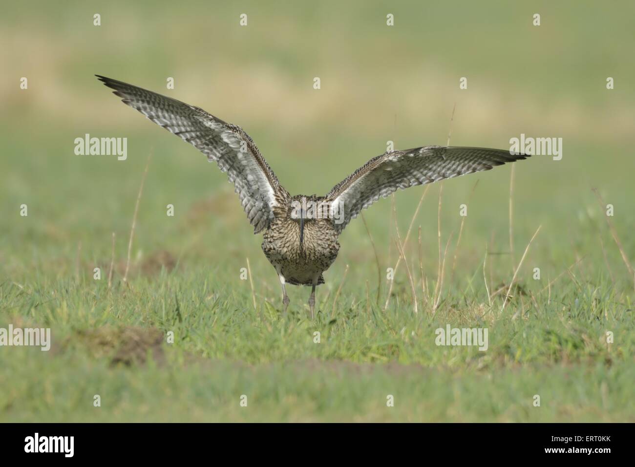 Curlew landscape format hi-res stock photography and images - Alamy