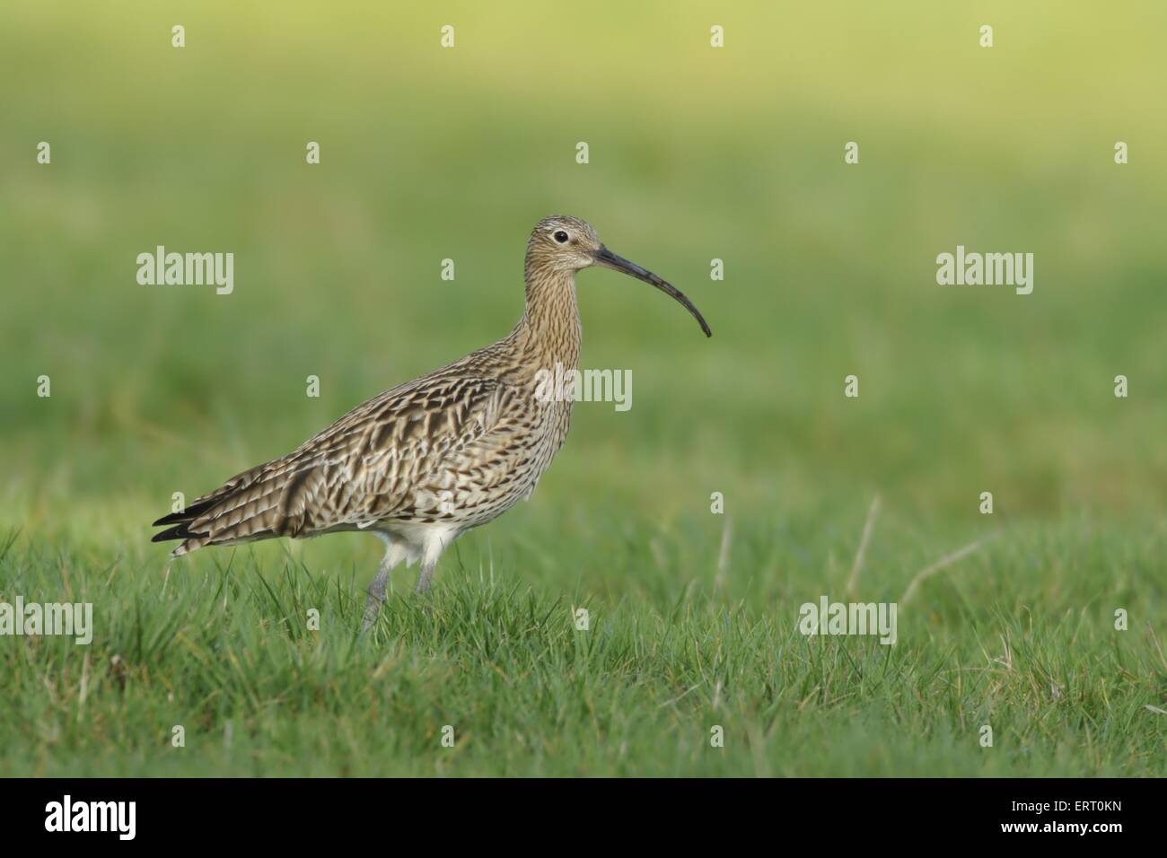 Curlew profile hi-res stock photography and images - Alamy