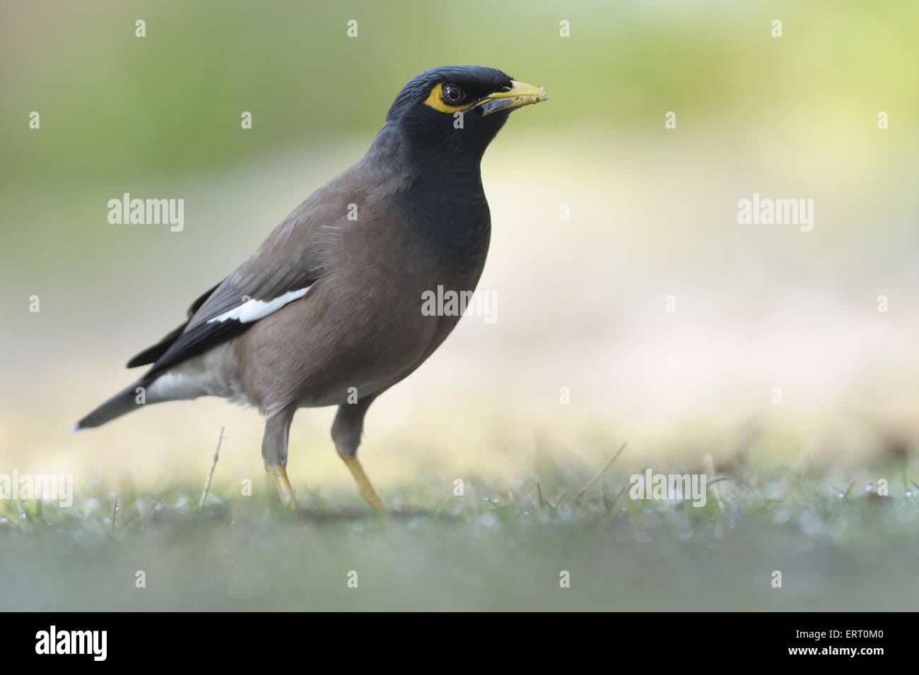 Common mynas hi-res stock photography and images - Alamy