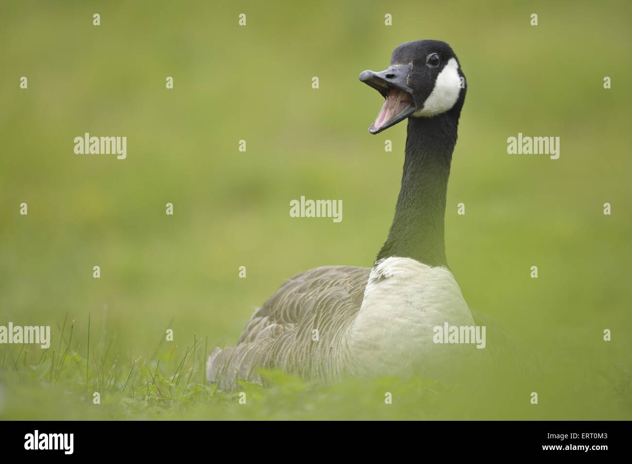 Goose bills hi-res stock photography and images - Alamy