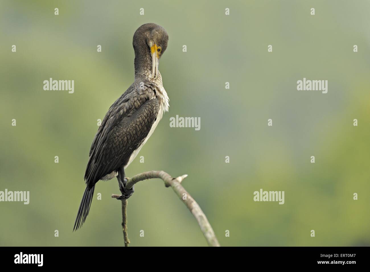 Raven preening hi-res stock photography and images - Alamy