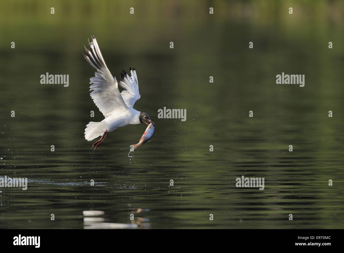Common gull with fish hi-res stock photography and images - Alamy