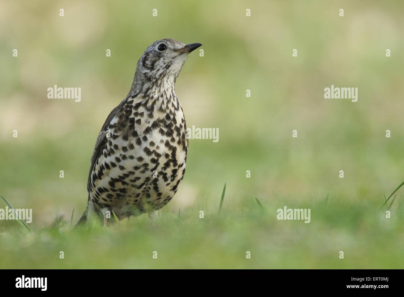 Adult mistle thrush hi-res stock photography and images - Alamy