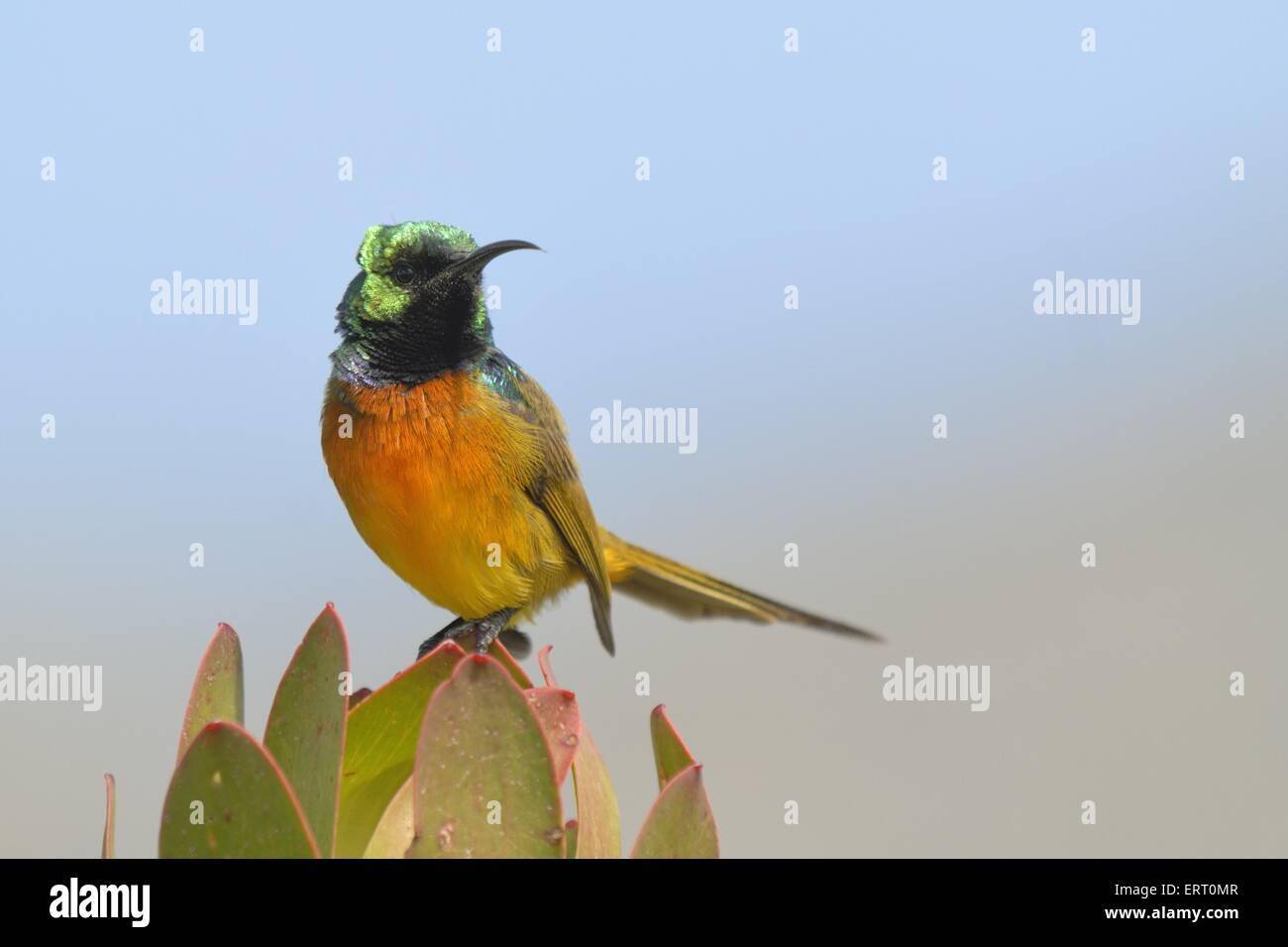 Orange breasted sunbird hi-res stock photography and images - Alamy