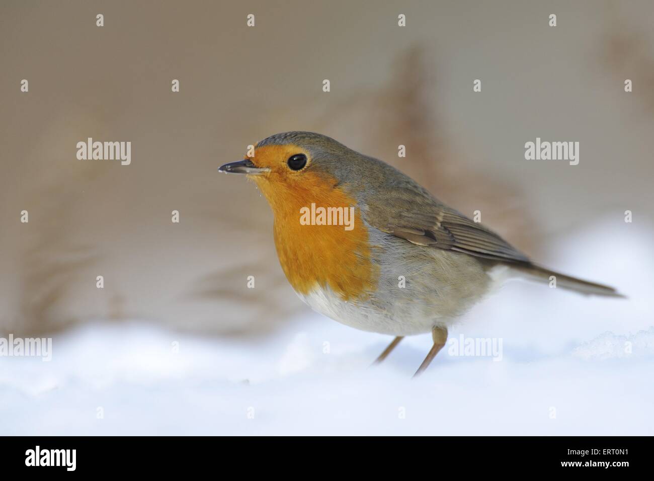 Side profile of robin hi-res stock photography and images - Alamy