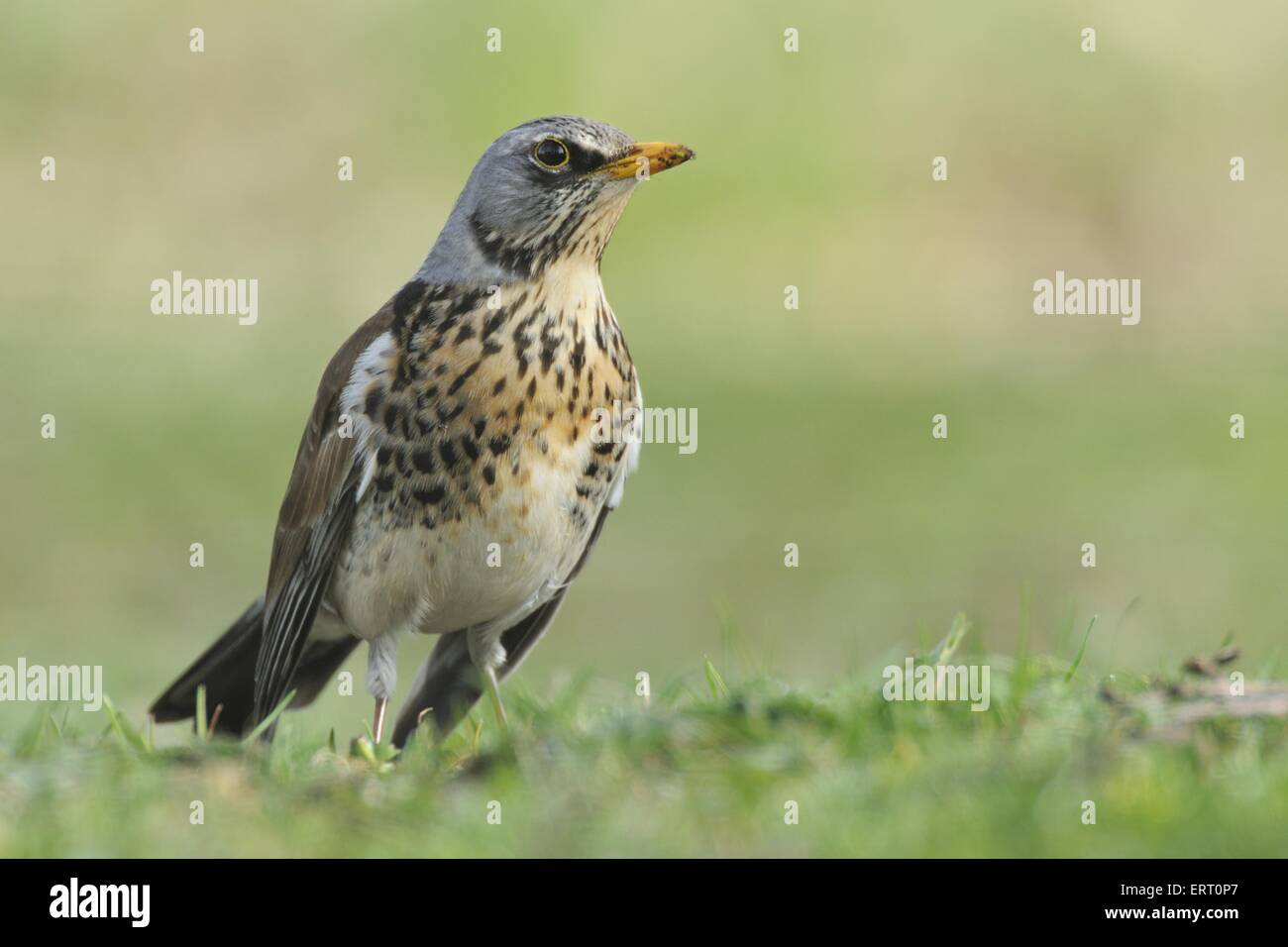 Fieldfare turdus pilaris adults hi-res stock photography and images - Alamy