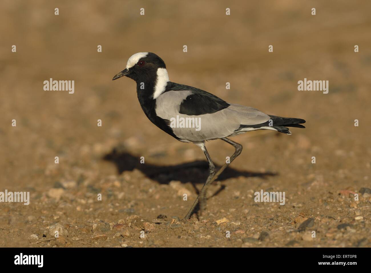 Blacksmith lapwing hi-res stock photography and images - Alamy