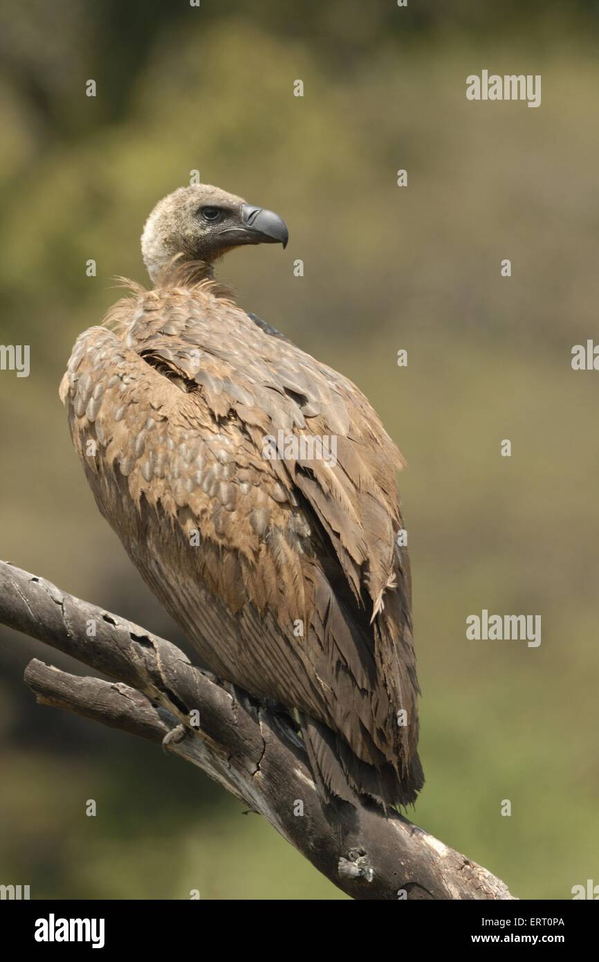 White back vultures hi-res stock photography and images - Alamy