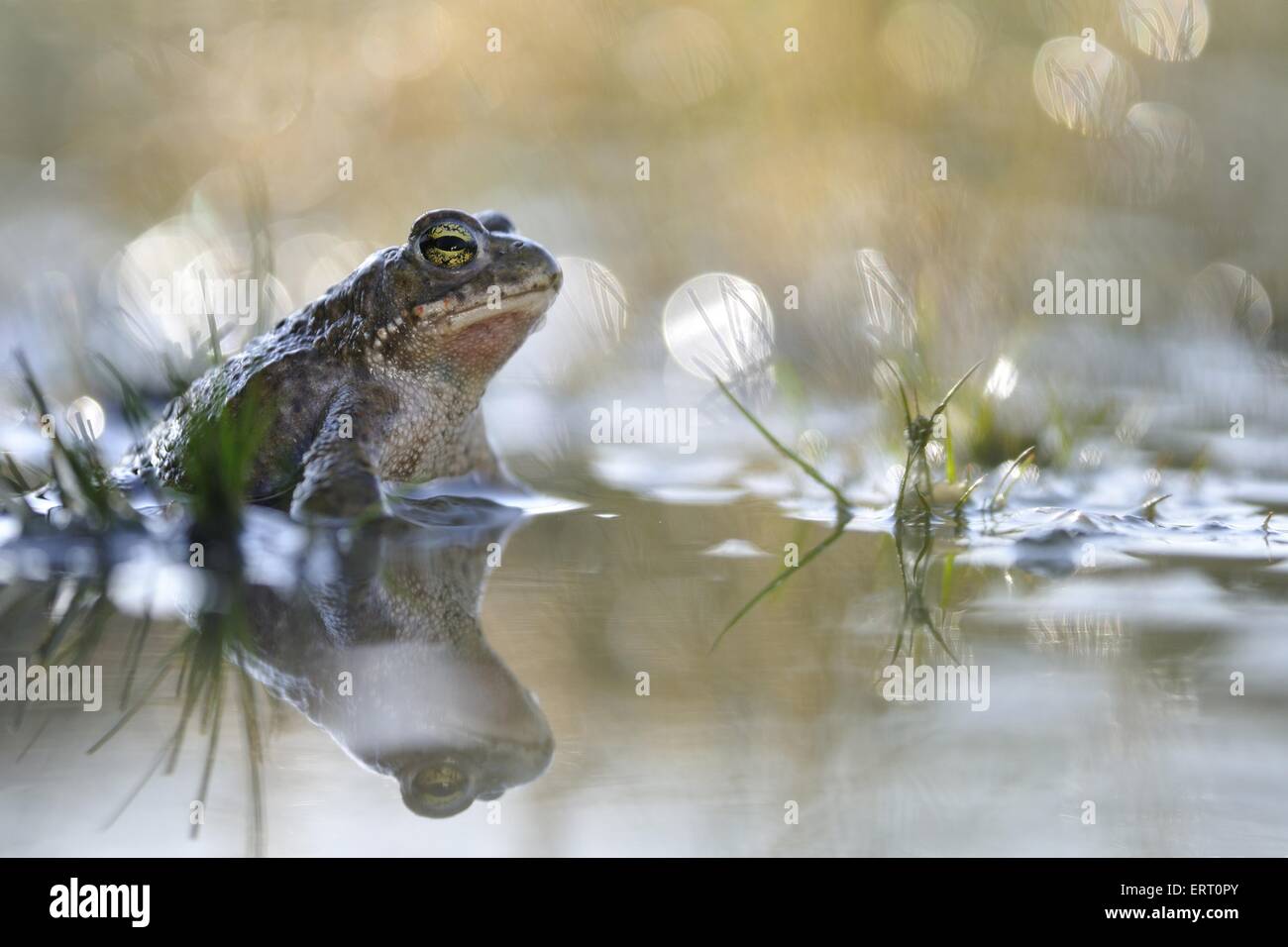 Natterjack toad hi-res stock photography and images - Alamy