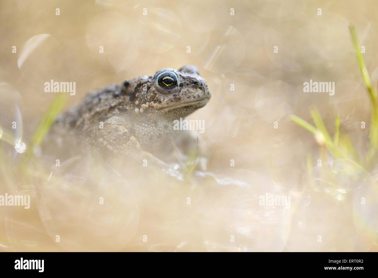 Natterjack toads hi-res stock photography and images - Alamy
