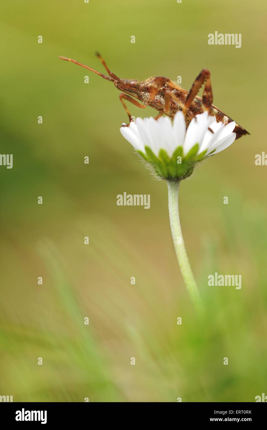 Side view of stink bug hi-res stock photography and images - Alamy