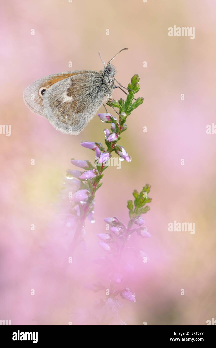 Small size insects hi-res stock photography and images - Alamy