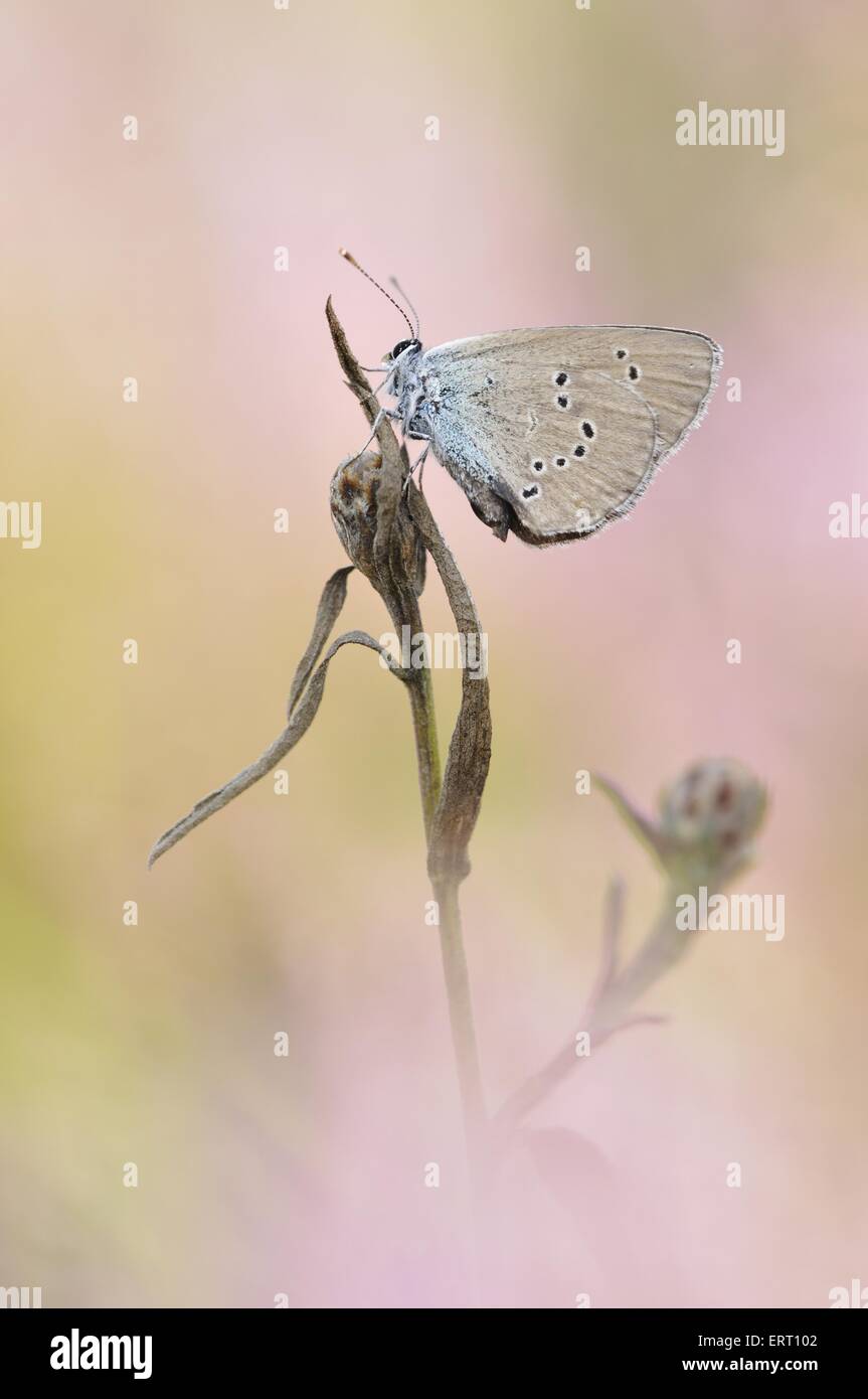 Mazarine blue butterfly hi-res stock photography and images - Alamy