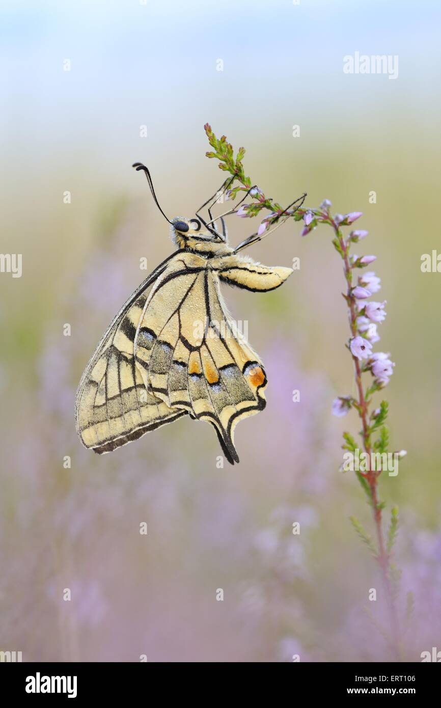 Side swallowtail butterfly hi-res stock photography and images - Alamy