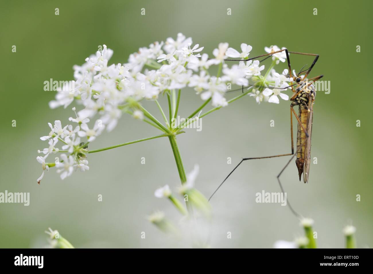 Insect leather hi-res stock photography and images - Alamy