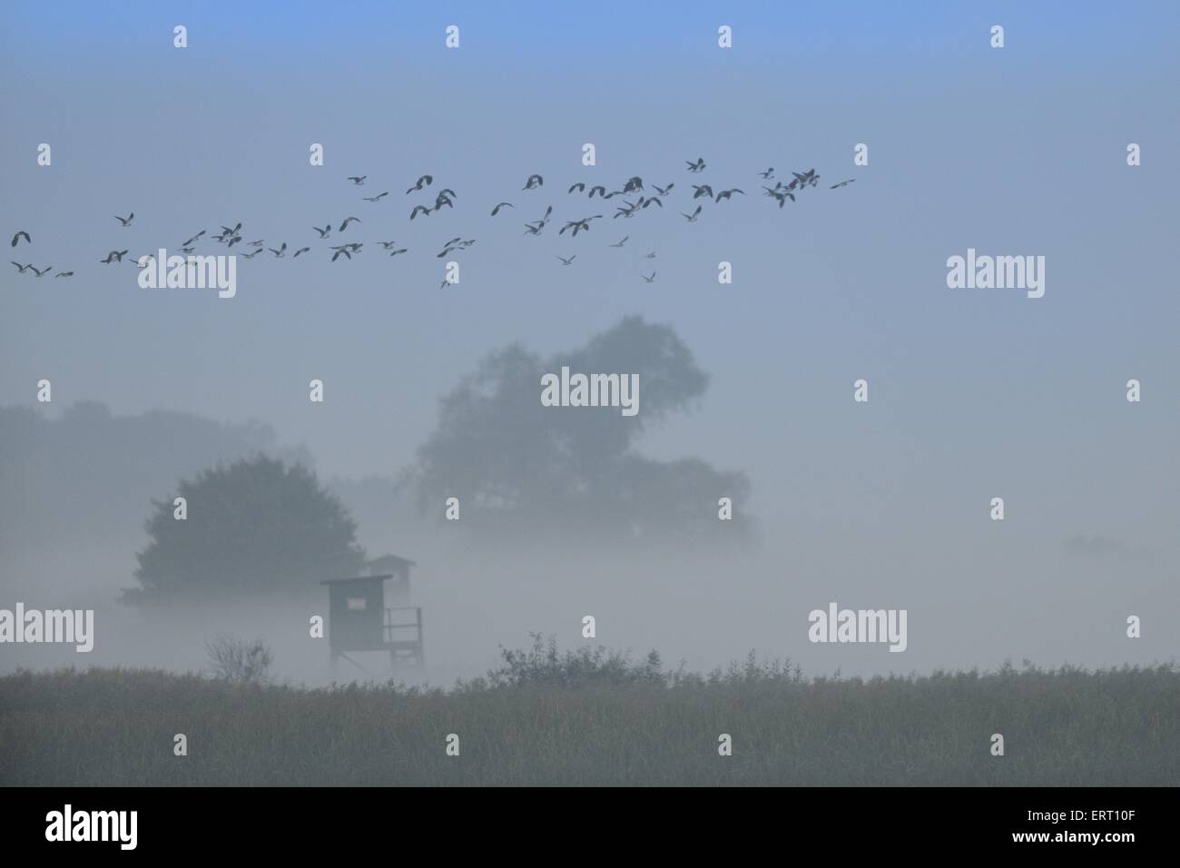 Dull birds hi-res stock photography and images - Alamy
