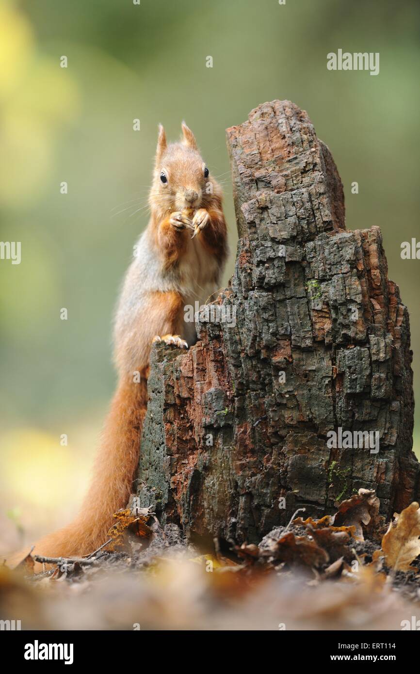 Squirrel standing up to eat hi-res stock photography and images - Alamy