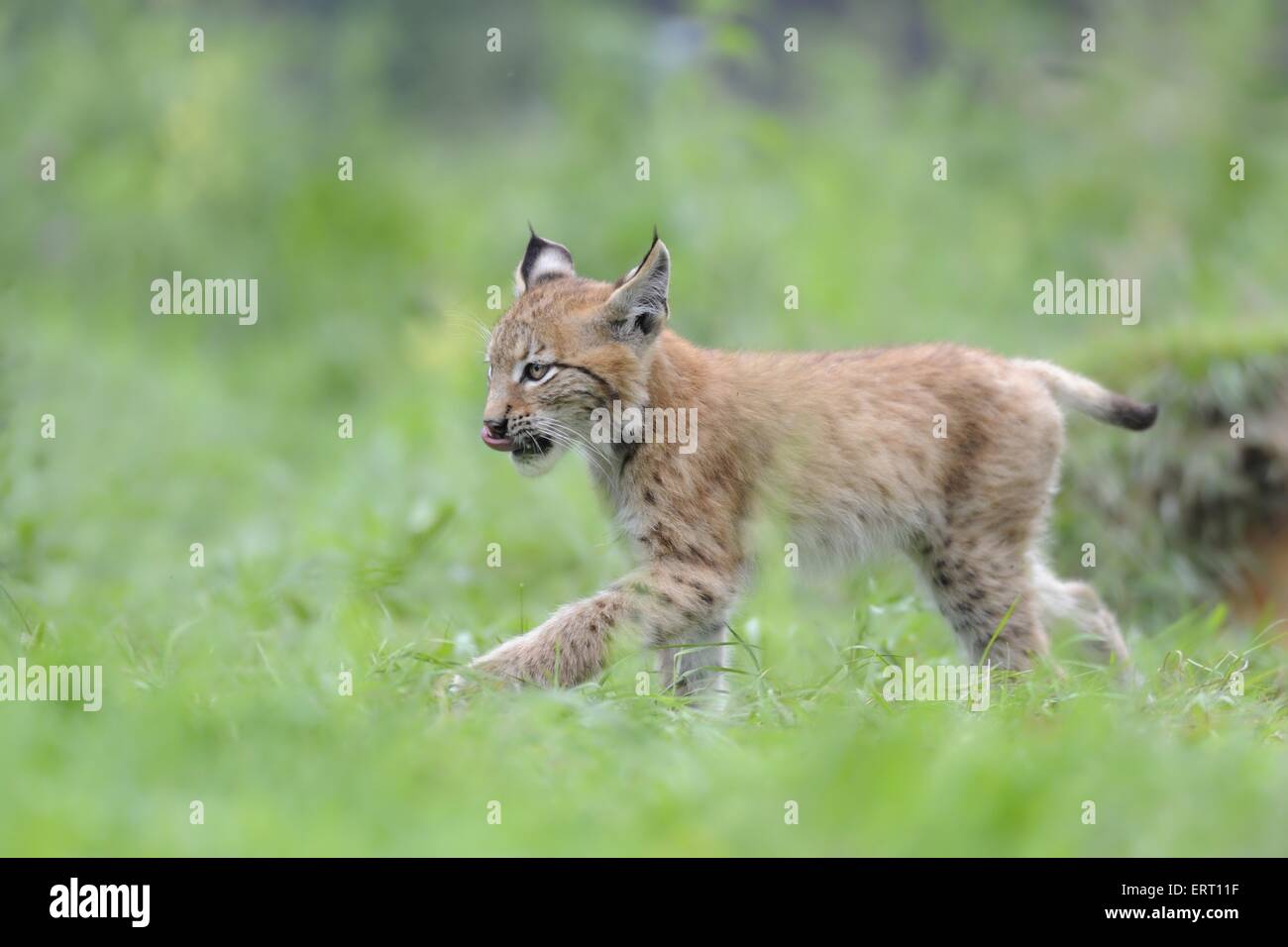 Lynx and cubs hi-res stock photography and images - Alamy