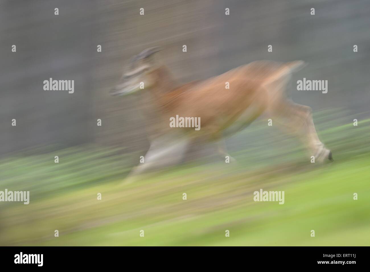 Moving goat hi-res stock photography and images - Alamy