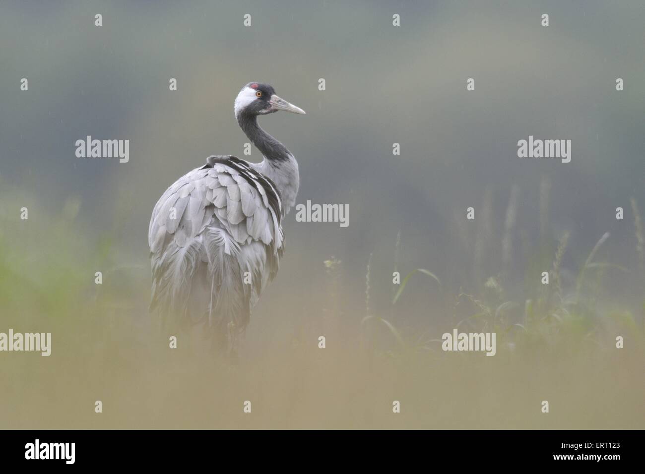 Common crane hi-res stock photography and images - Alamy