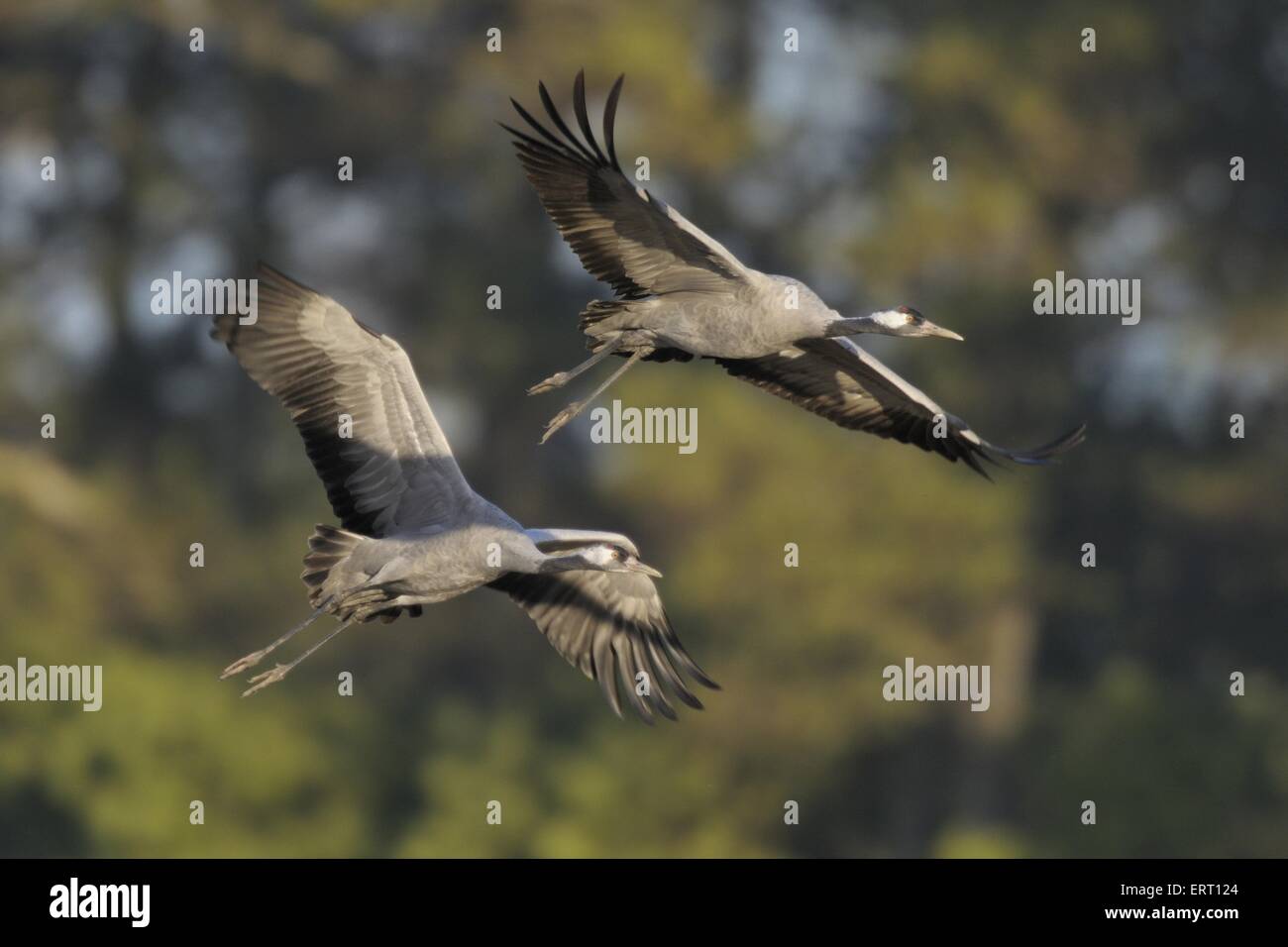 Two common cranes eurasian hi-res stock photography and images - Alamy