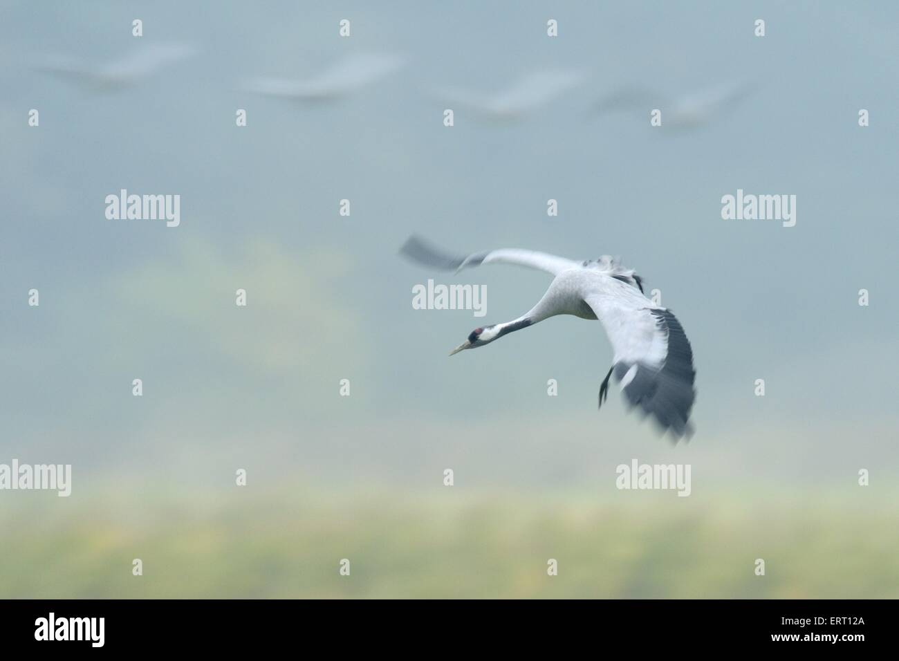 Common crane flies hi-res stock photography and images - Alamy