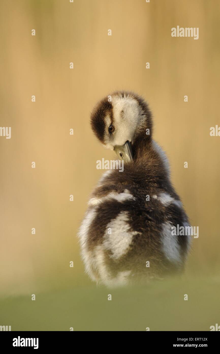 Back view of a goose hi-res stock photography and images - Alamy