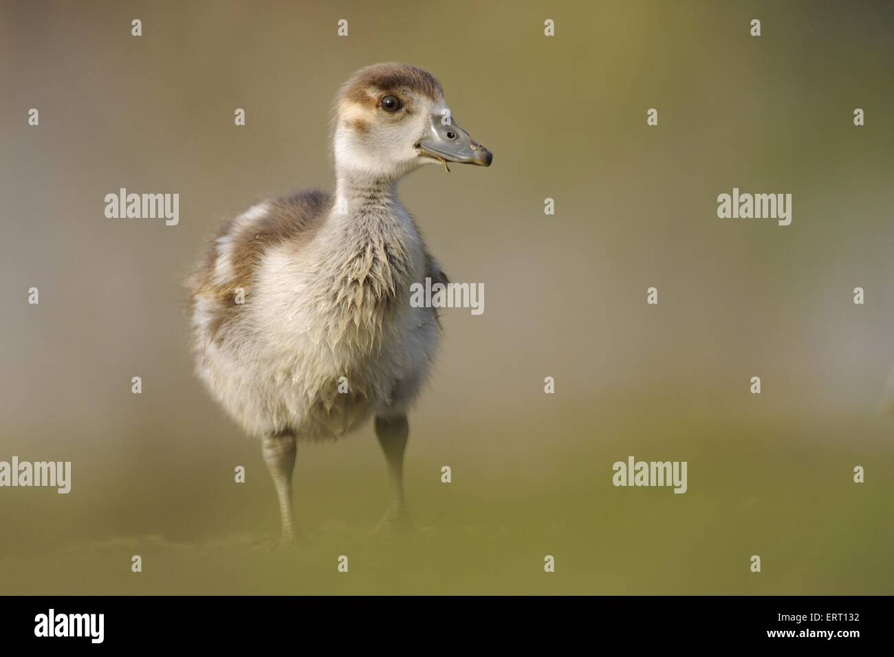 Baby egyptian goose hi-res stock photography and images - Alamy