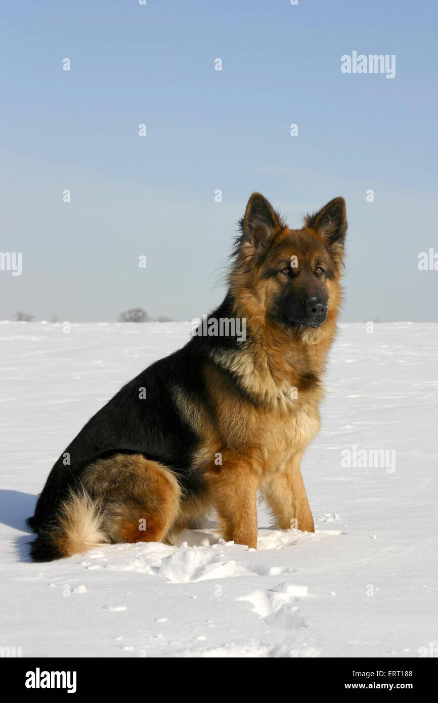 German Shepherd in snow Stock Photo - Alamy