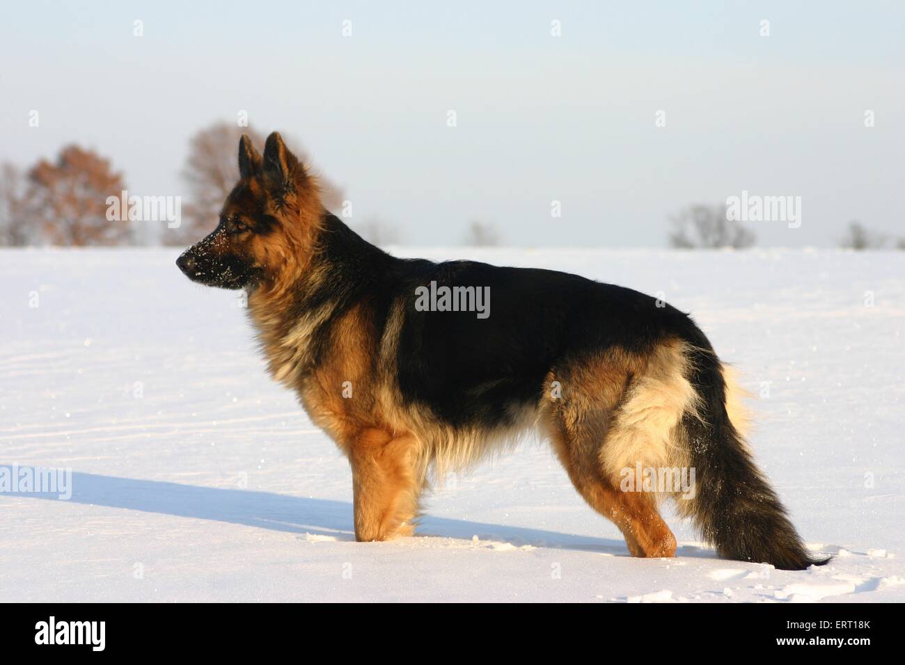 German Shepherd in snow Stock Photo - Alamy