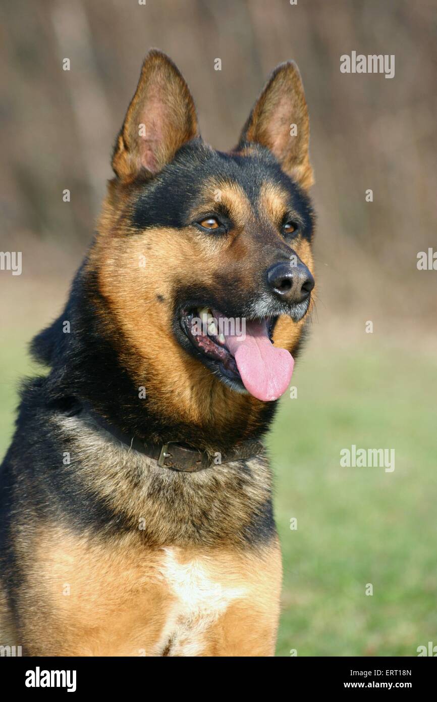 German Shepherd Portrait Stock Photo - Alamy