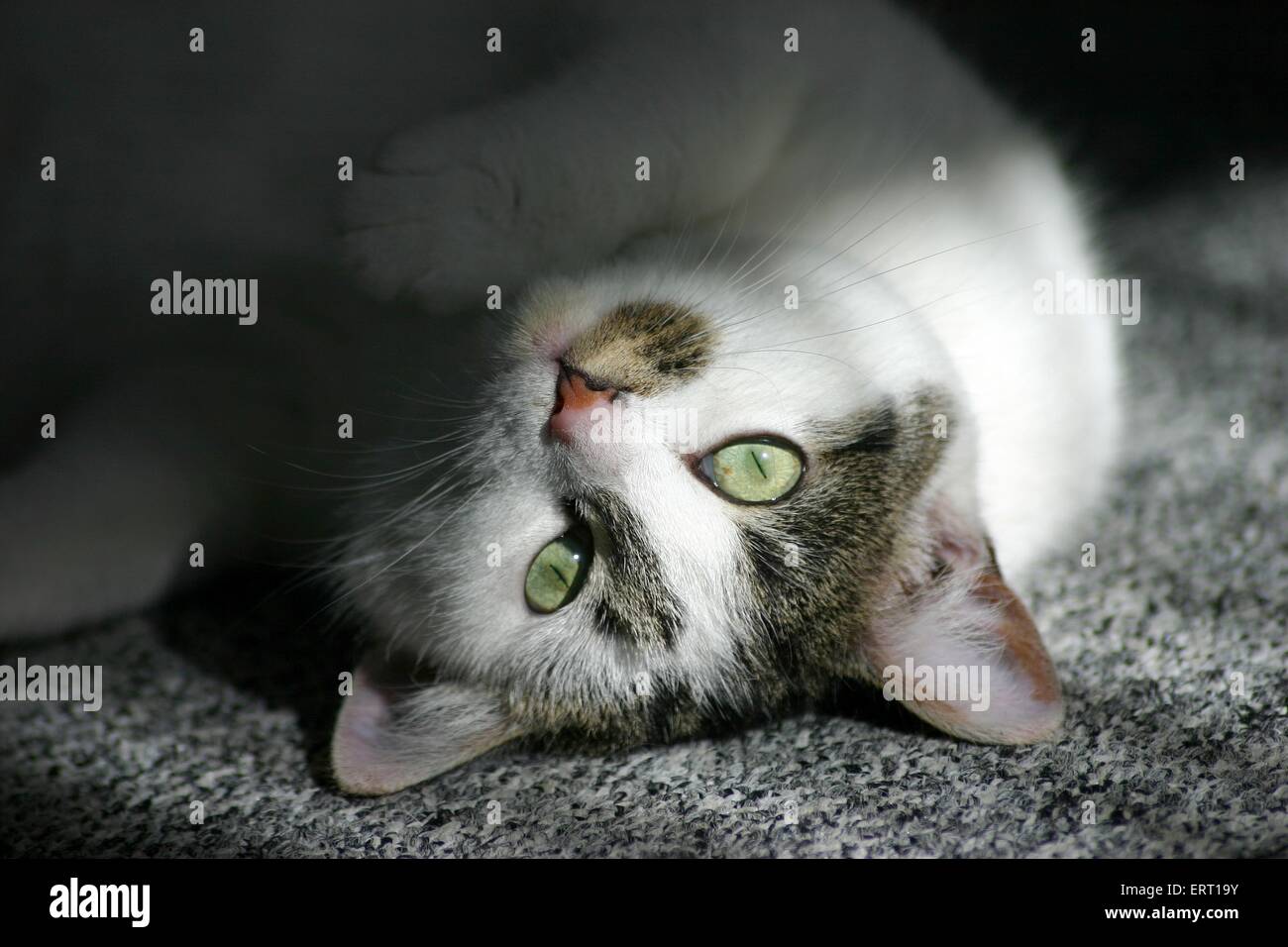 Relaxed cat hi-res stock photography and images - Alamy