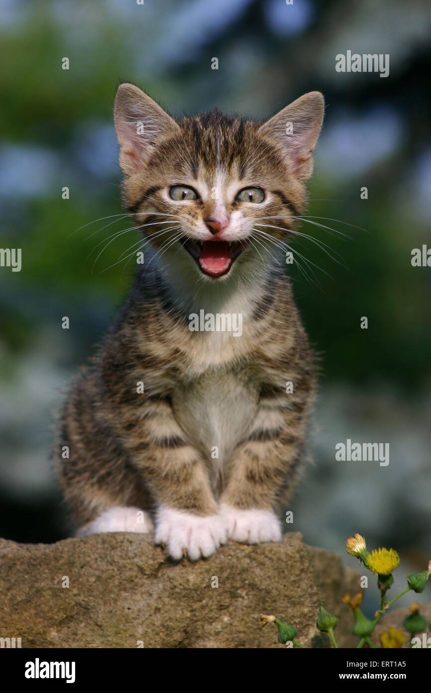 Mewing call hi-res stock photography and images - Alamy