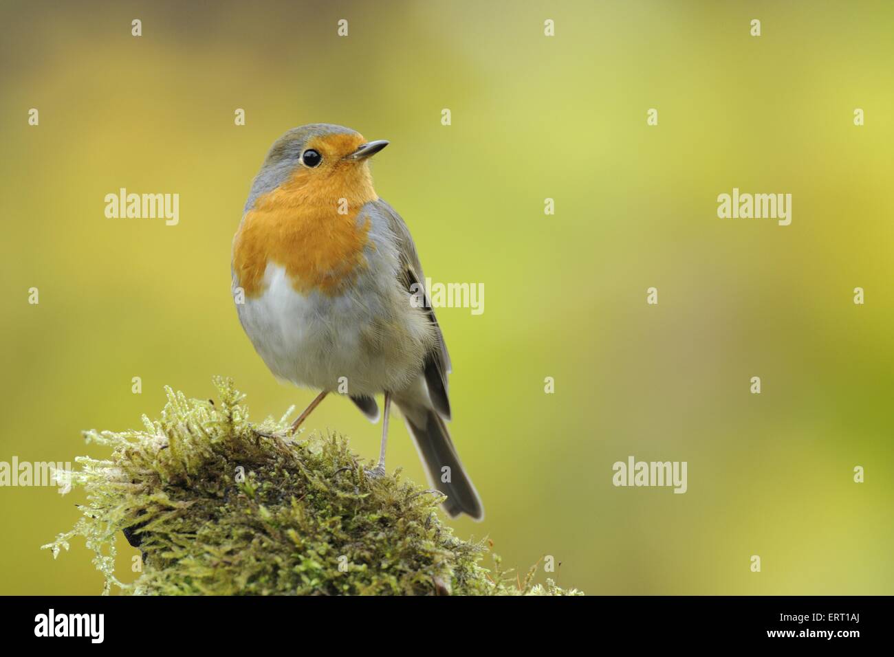 Robin redbreasts hi-res stock photography and images - Alamy