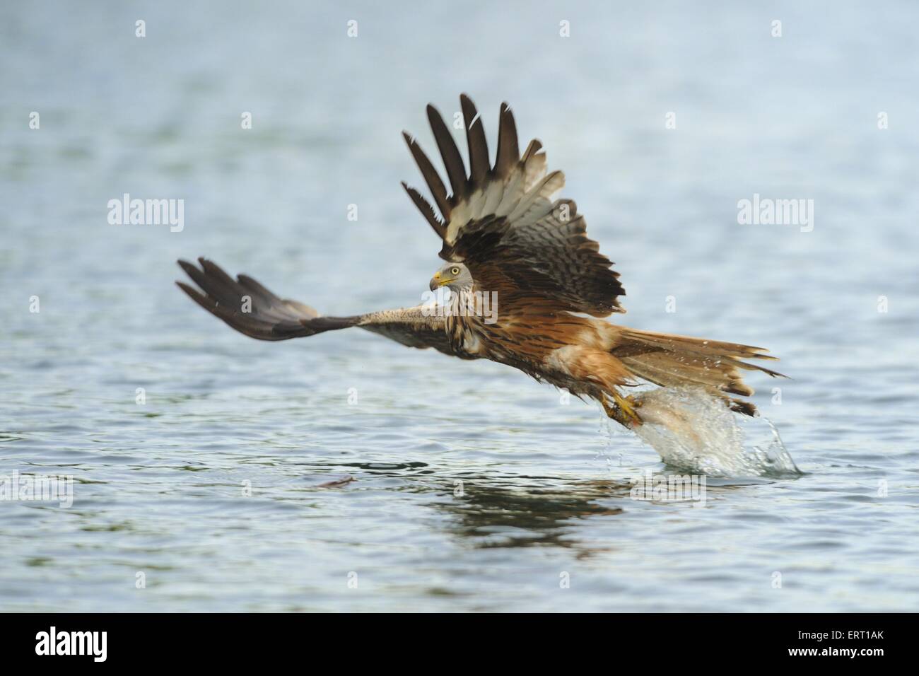Animals with red claws hi-res stock photography and images - Alamy
