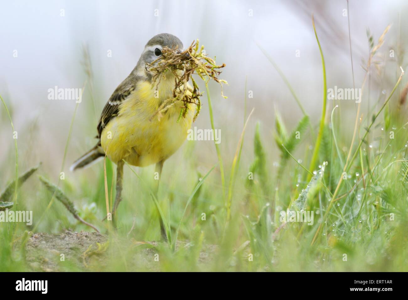 Blue headed yellow wagtails hi-res stock photography and images - Alamy