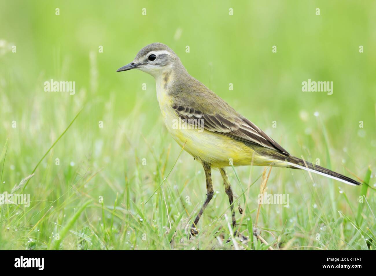 Blue headed yellow wagtails hi-res stock photography and images - Alamy