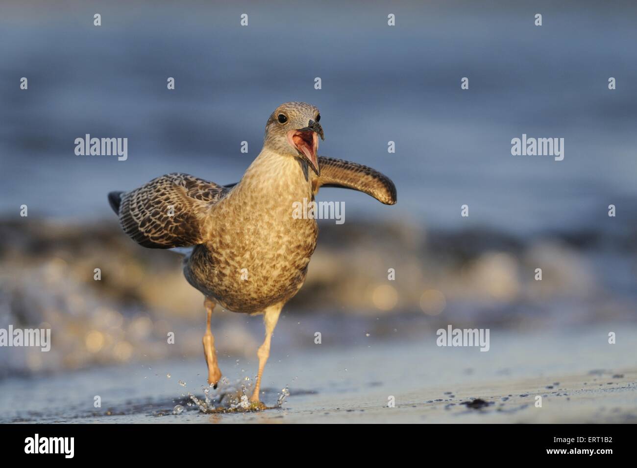 Beak common gull hi-res stock photography and images - Alamy