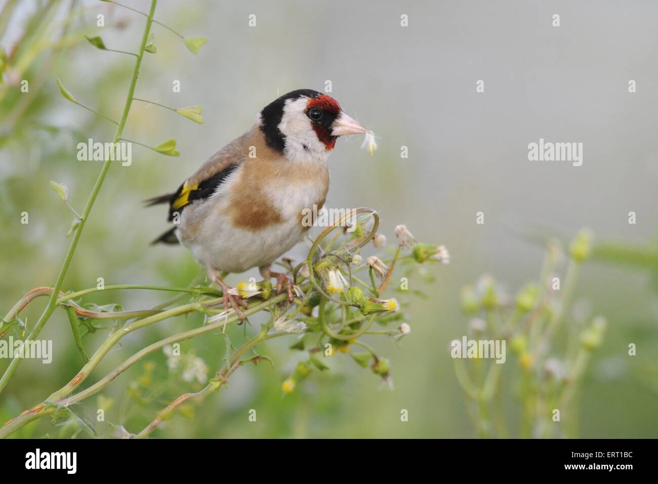 Goldfinch landscape format hi-res stock photography and images - Alamy
